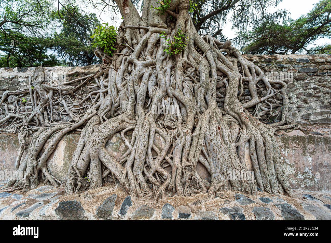 Tangle massive trunk roots hi-res stock photography and images - Alamy
