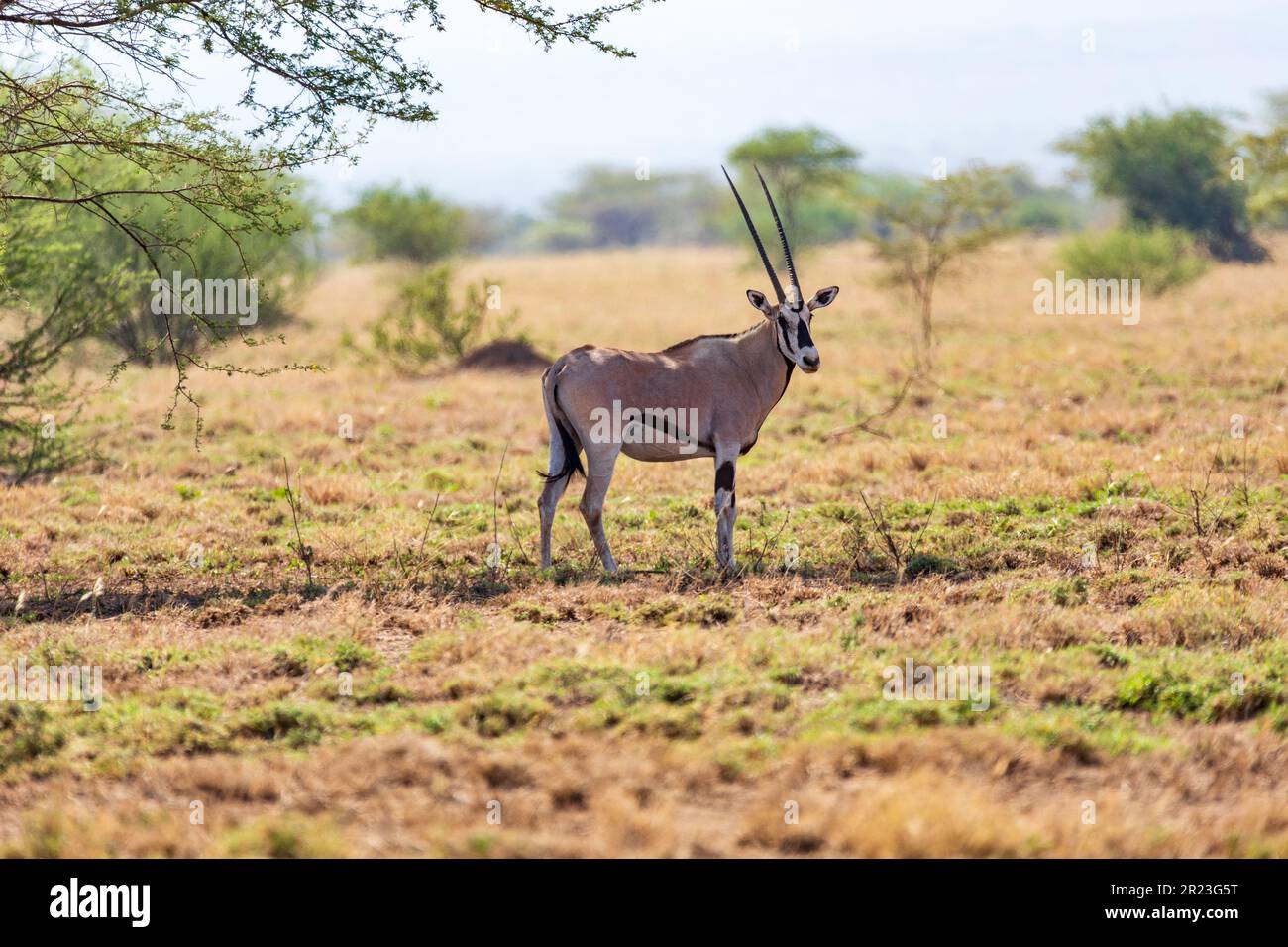 East African oryx (Oryx beisa), also known as the beisa, endemic ...