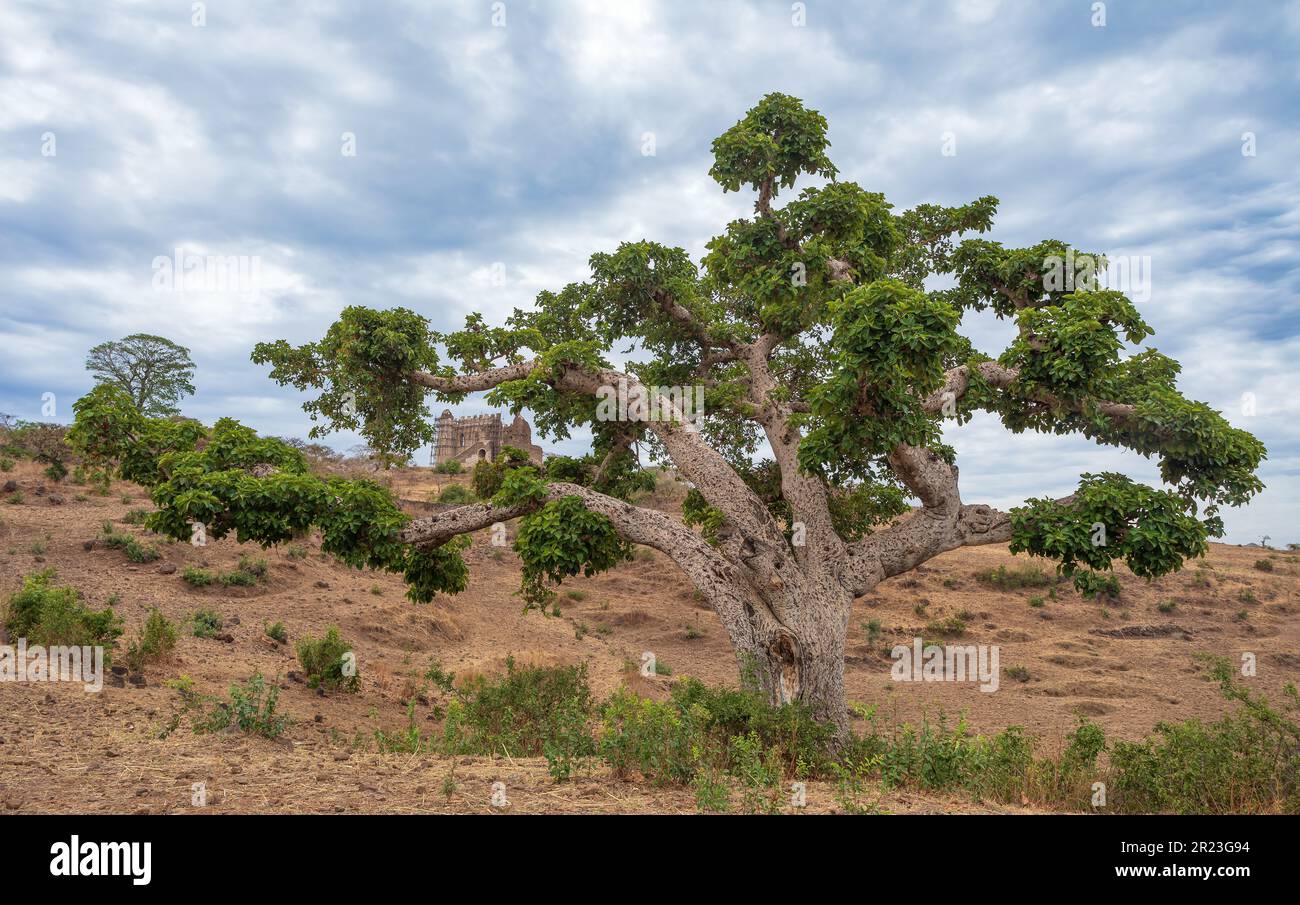 Ruins of Guzara royal palace on strategic hill near Gondar city ...