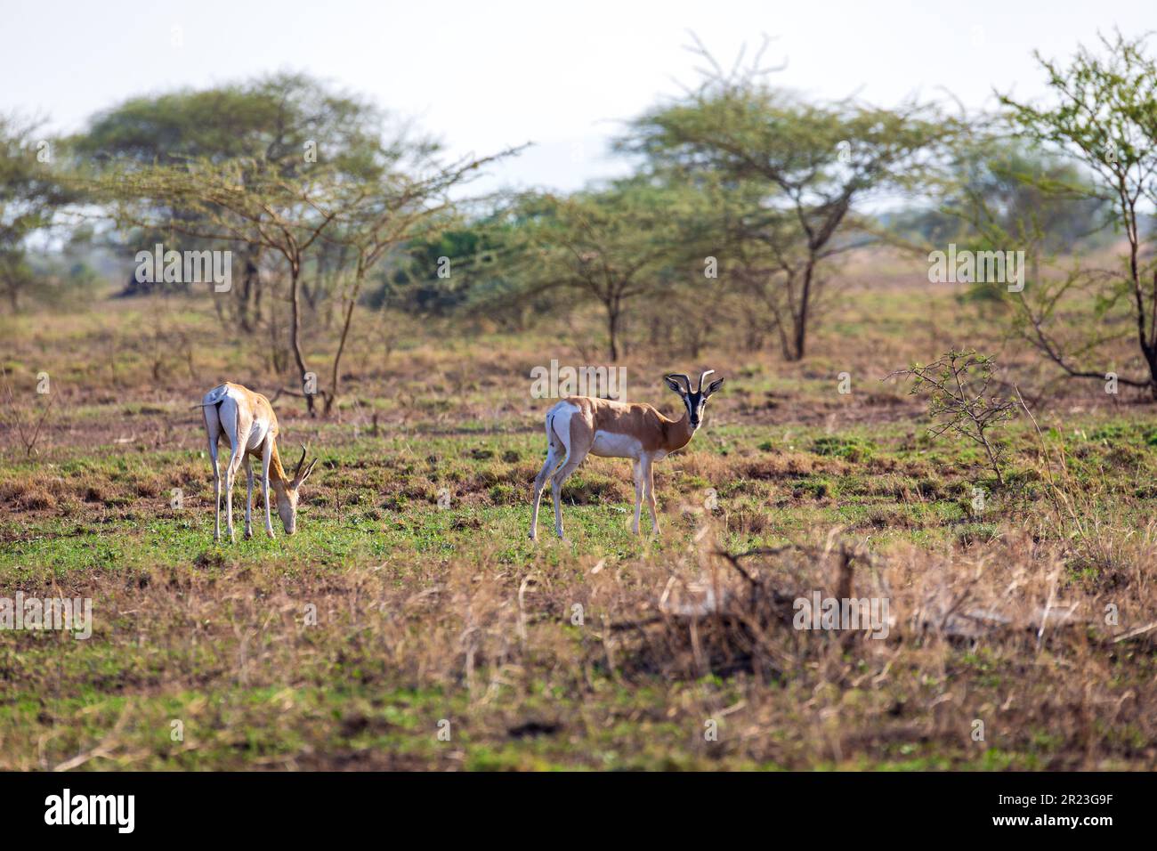 Soemmerring's gazelle (Nanger soemmerringii), also known as the ...