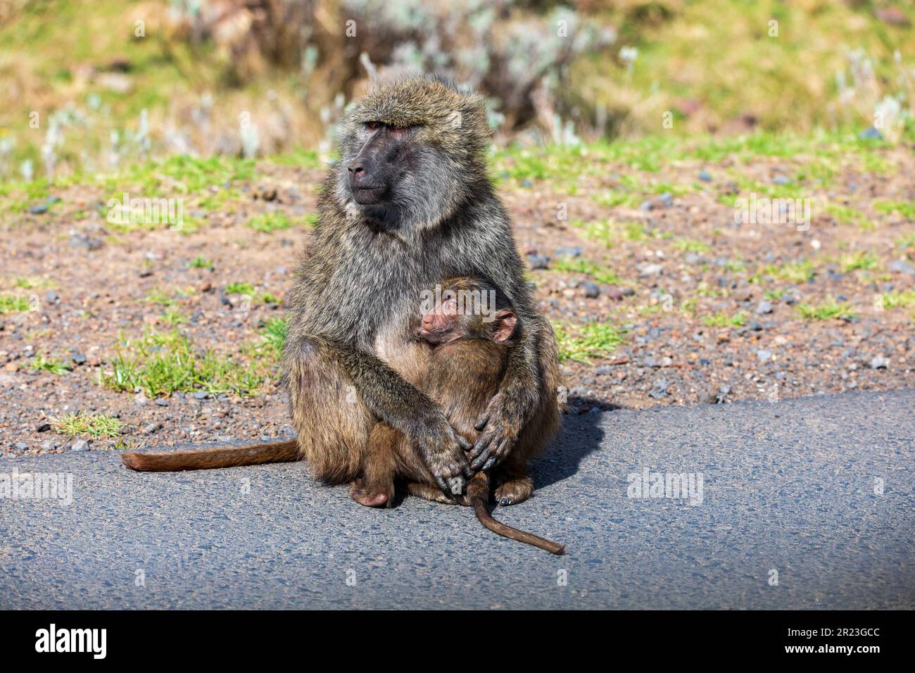 Chacma baboon (Papio ursinus), also known as the Cape baboon, is, like ...