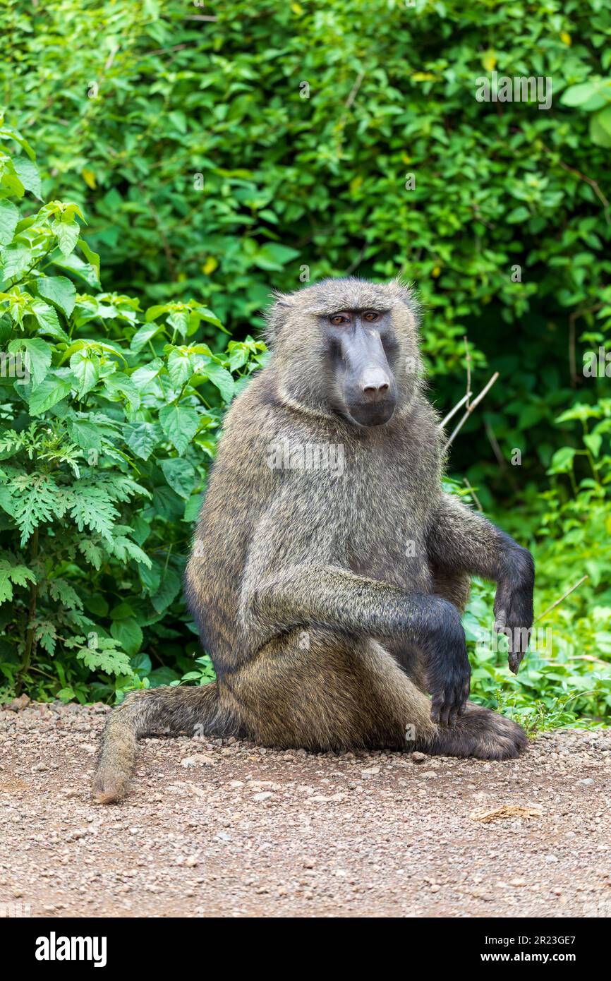 Chacma baboon (Papio ursinus), also known as the Cape baboon from the ...