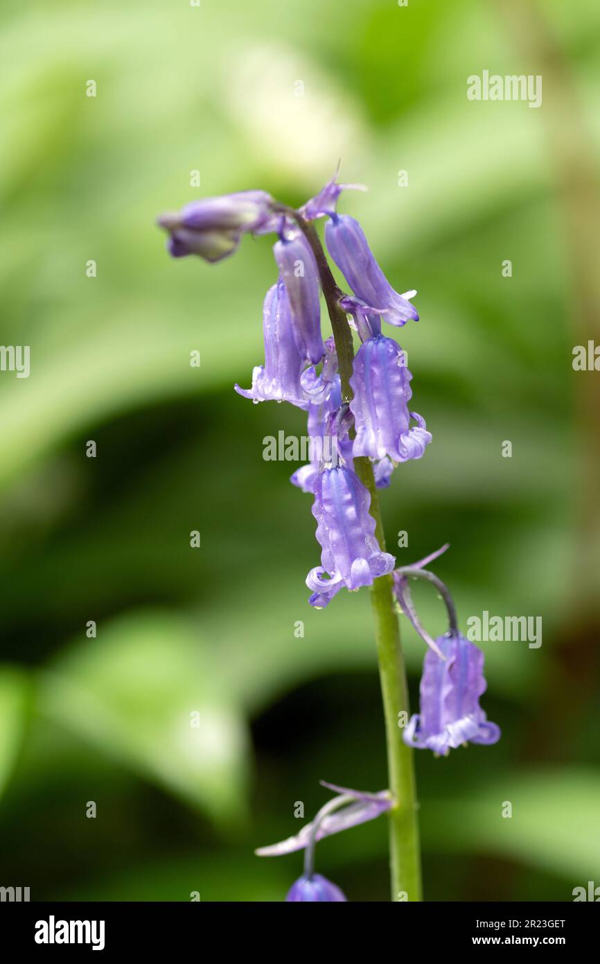 Common bluebell in bloom close up, macro, spring Stock Photo - Alamy