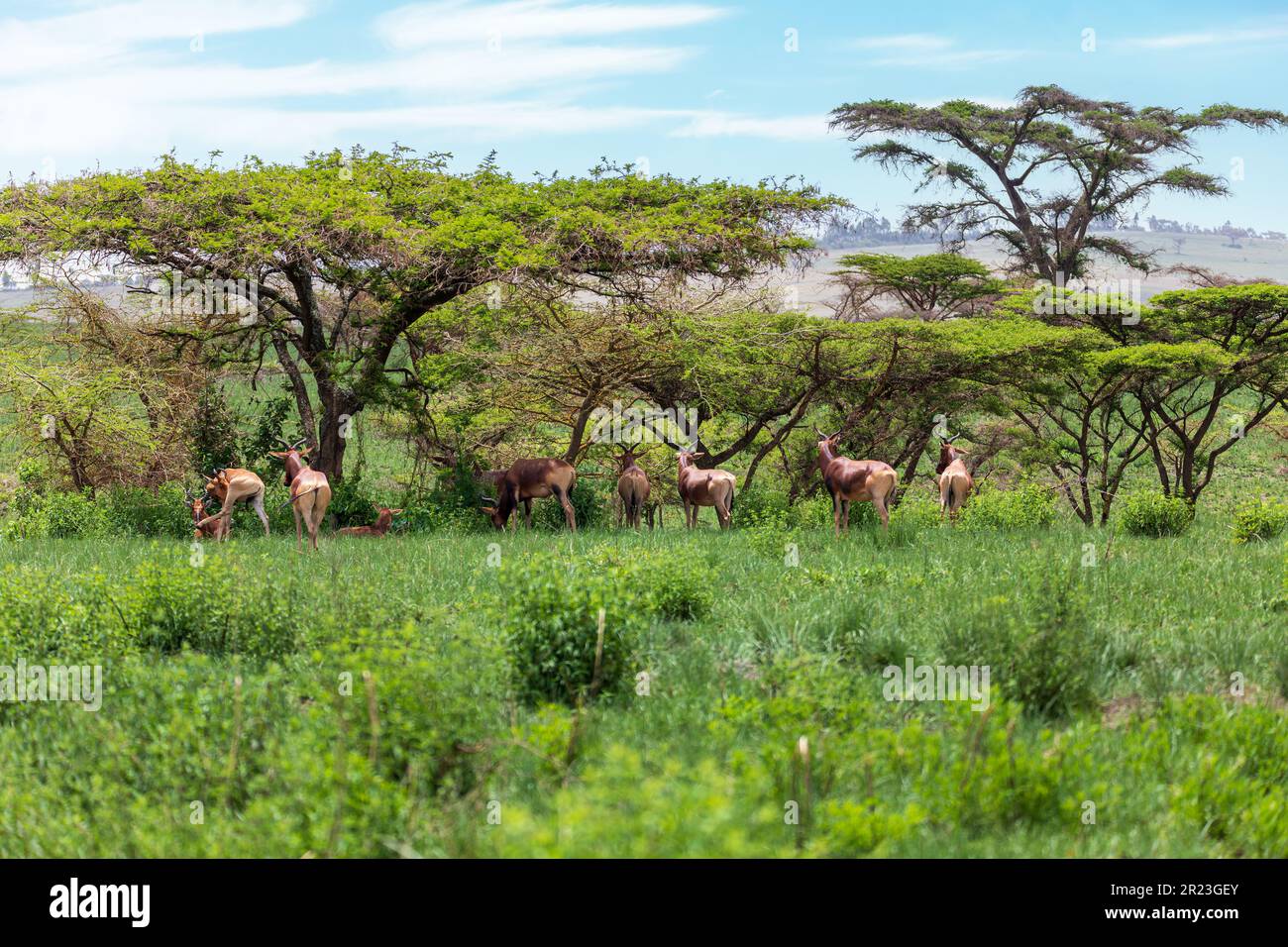 Swayne's hartebeest (Alcelaphus buselaphus swaynei) is an endangered ...