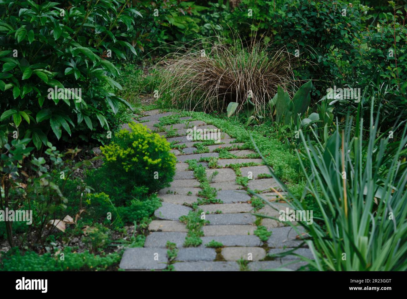 Green lawn lit by sunlight in park with evergreen brushes with stone ...