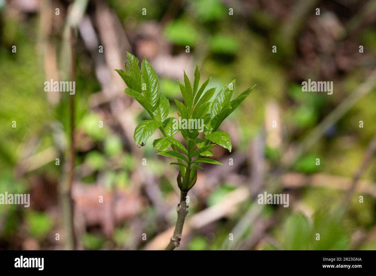 Common ash tree new leaves in spring. Close up macro Stock Photo - Alamy
