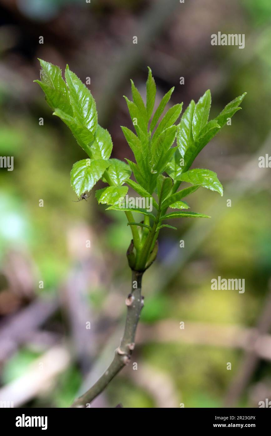 Common ash tree new leaves in spring. Close up macro Stock Photo - Alamy