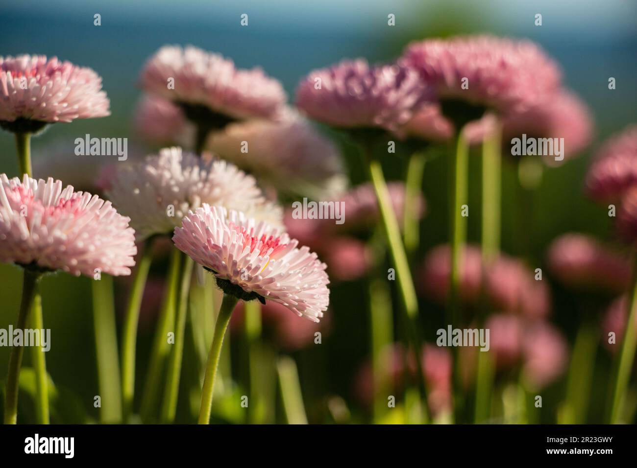 Light and dark pink china asters Stock Photo - Alamy