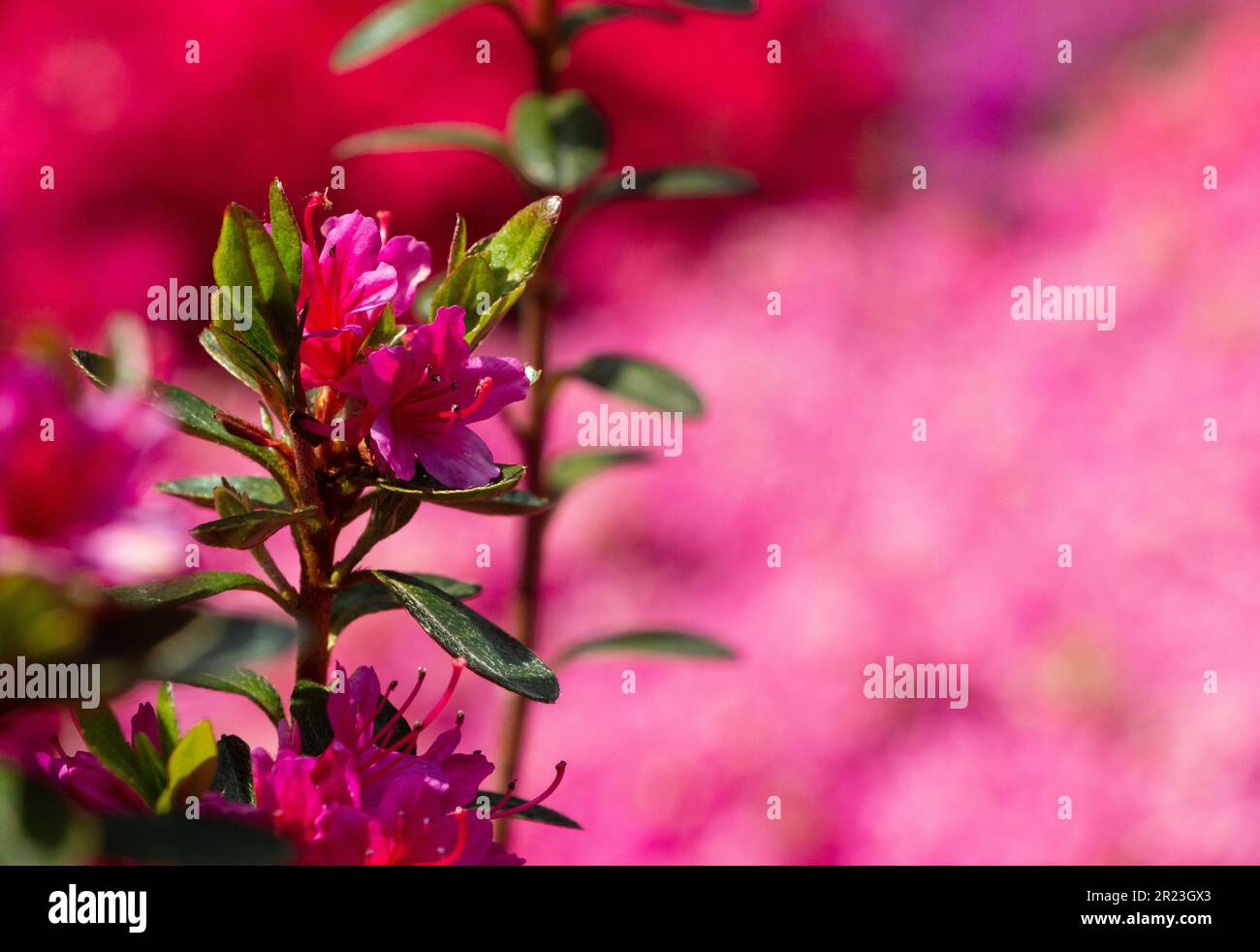 Close up of pink azalea flower and stem, with pink azalea unfocused in ...
