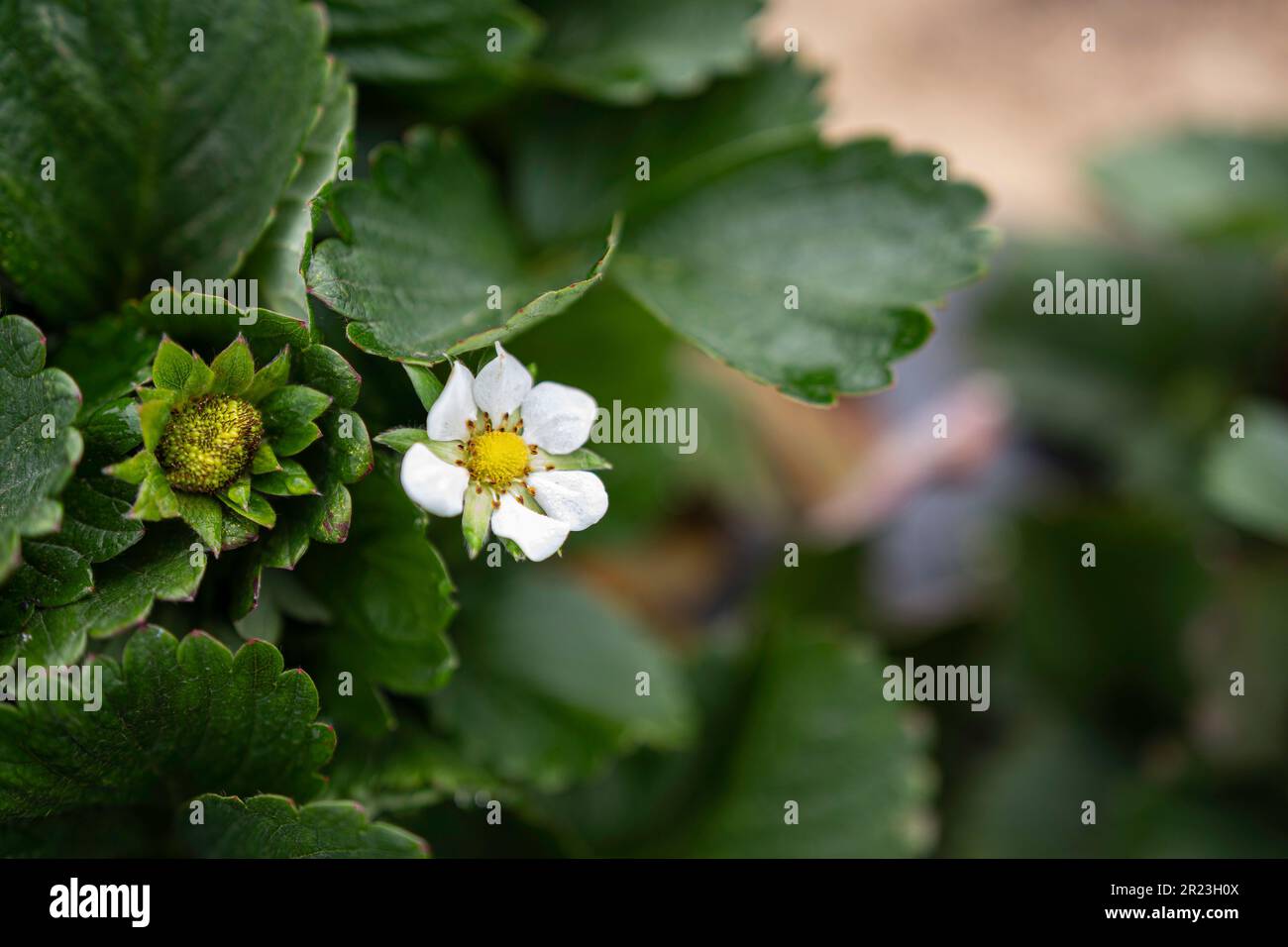 Plant negative space hi-res stock photography and images - Alamy