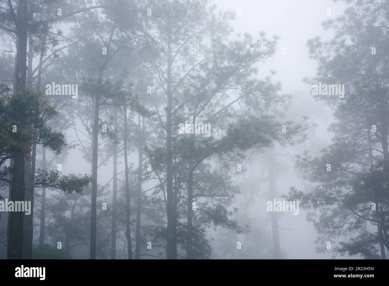 Foggy and cold environment of pine forest inside tropical rainforest ...