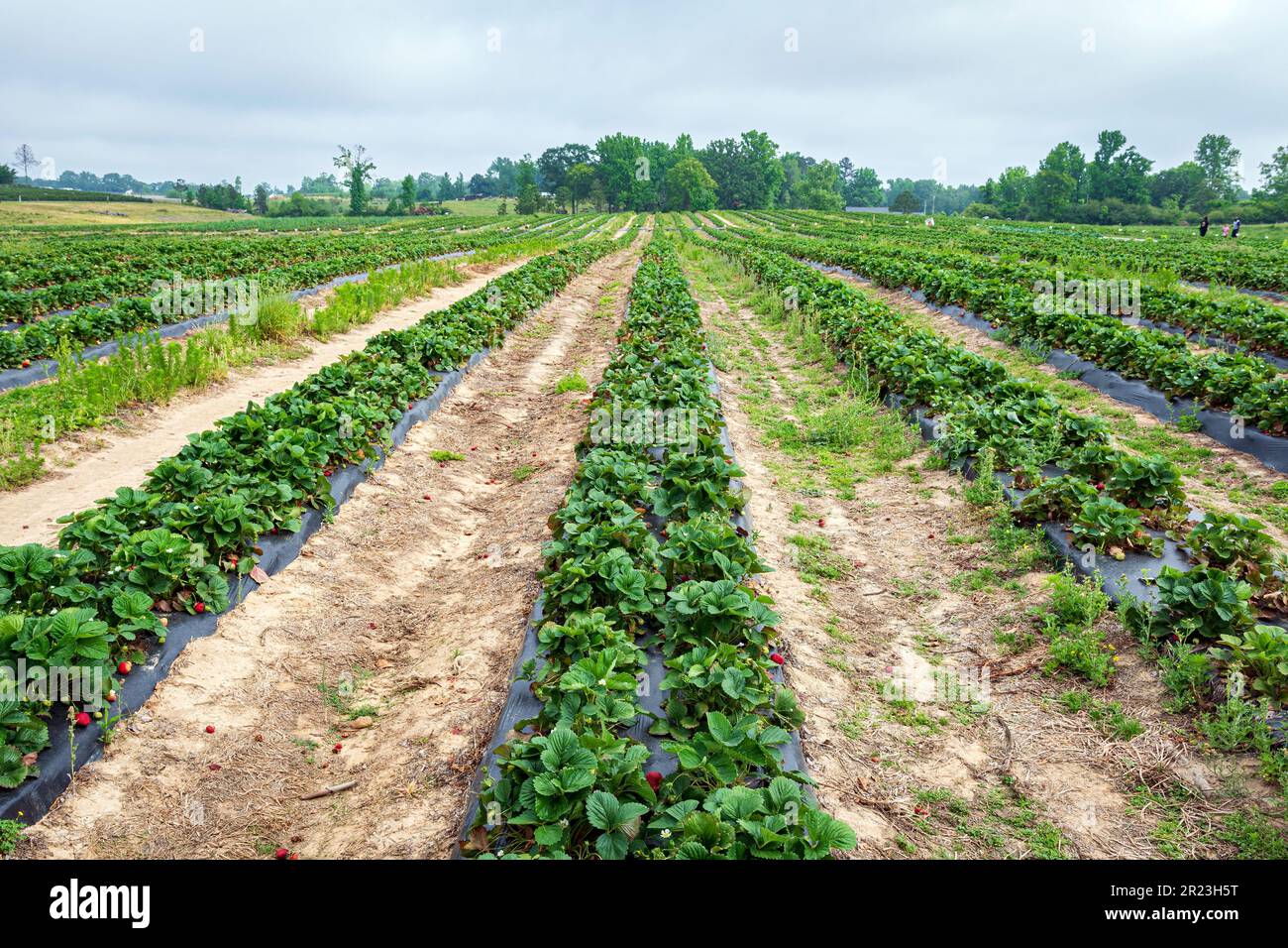 Rows of strawberry plants grown in plasticulture field at a you-pick ...