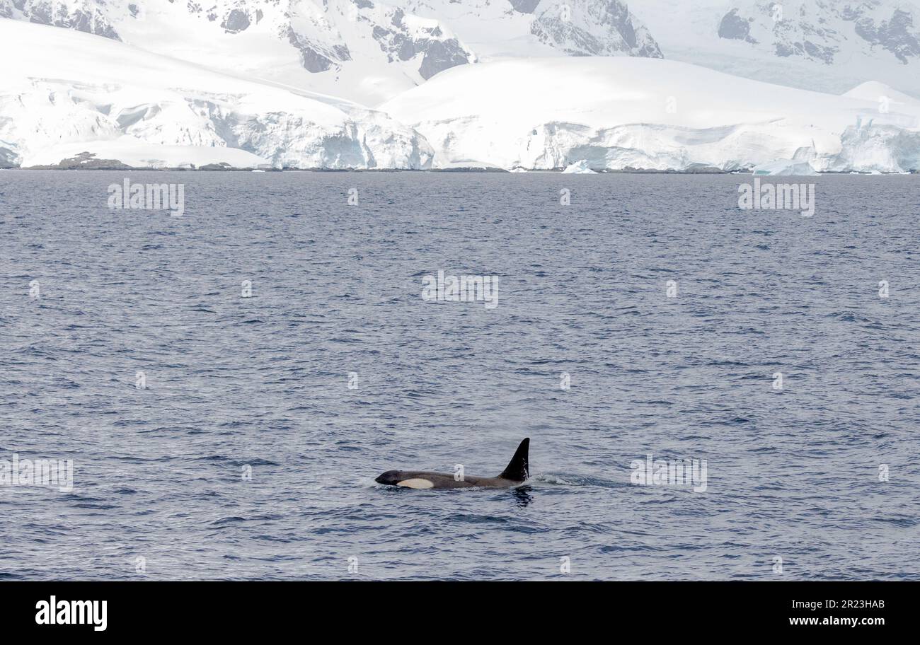 Orca or Killer Whale in Antarctica Stock Photo - Alamy