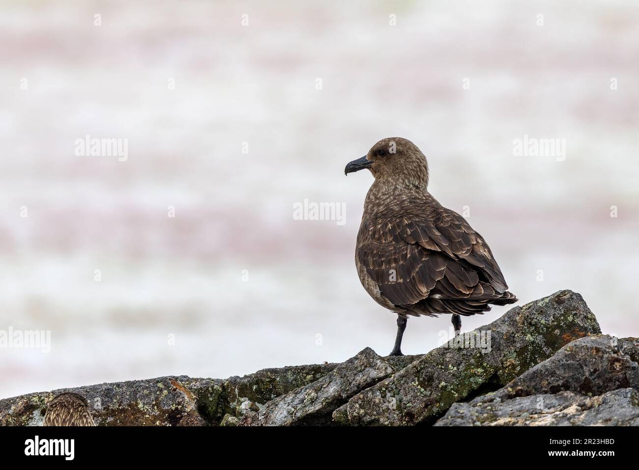 Skua on a rock hi-res stock photography and images - Alamy