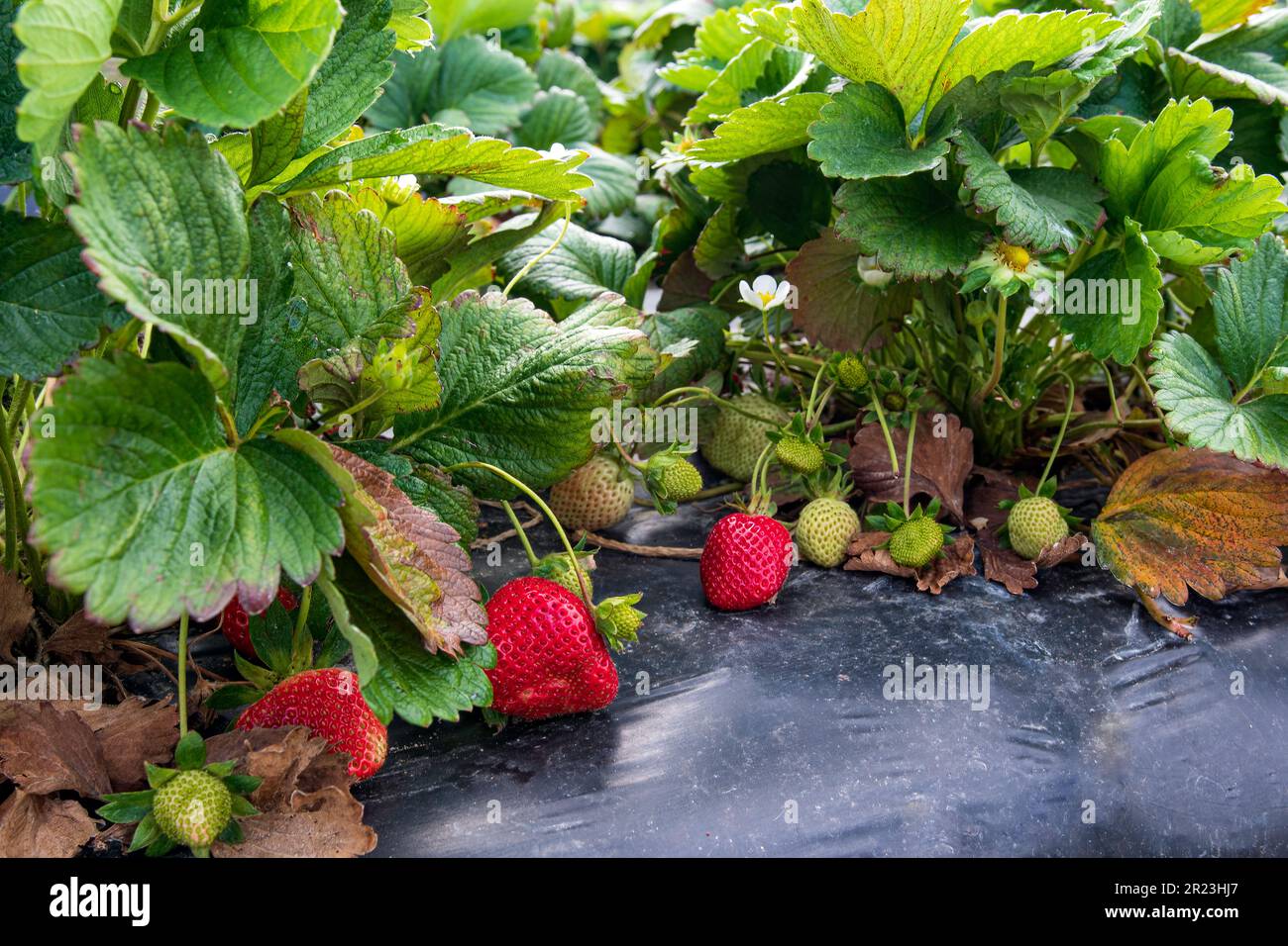 Growing Strawberry Plant Stages