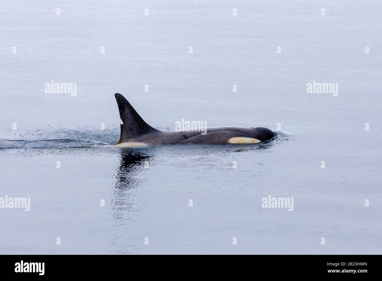 Orca antarctica hi-res stock photography and images - Alamy