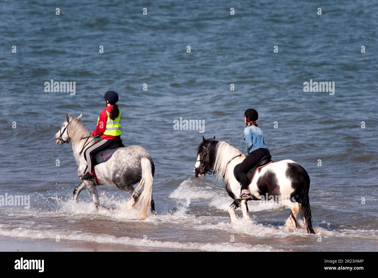 Horses in the sea off Sandhaven Beach, South Shields Stock Photo - Alamy
