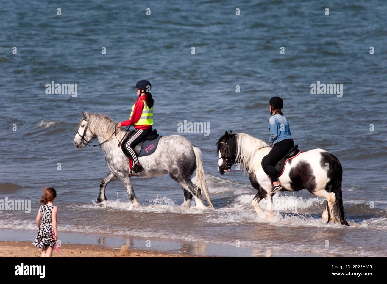 Horses in the sea off Sandhaven Beach, South Shields Stock Photo - Alamy