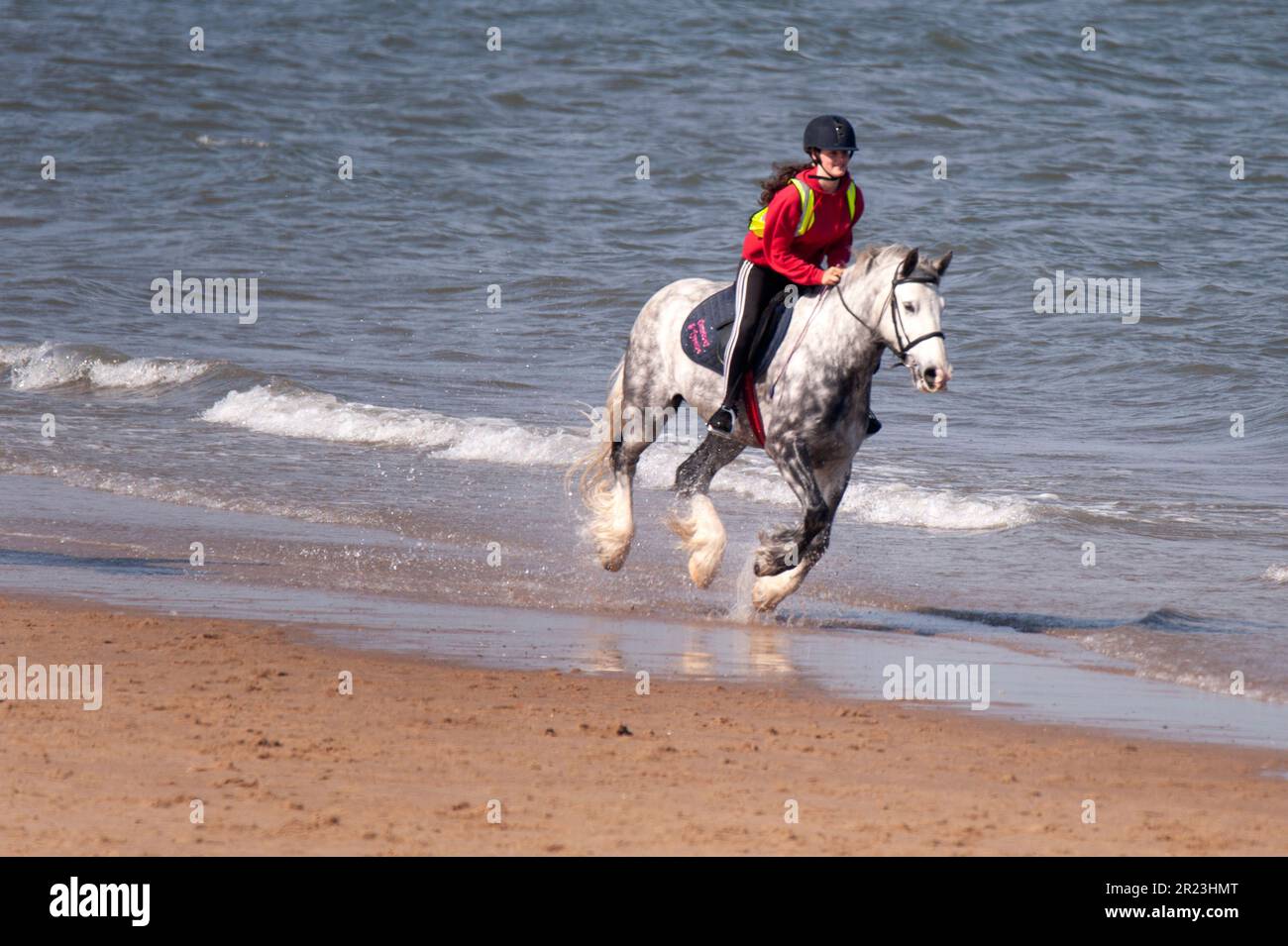 Horses in the sea off Sandhaven Beach, South Shields Stock Photo - Alamy