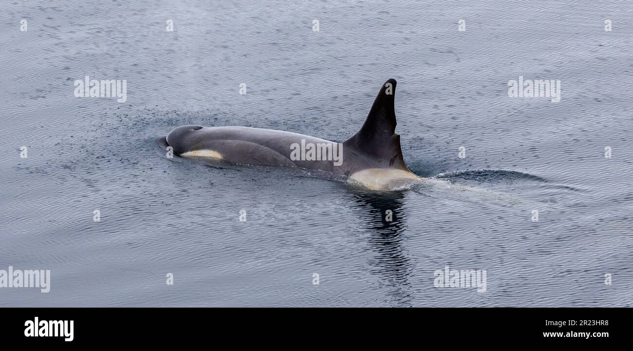 Orca or Killer Whale in Antarctica Stock Photo - Alamy