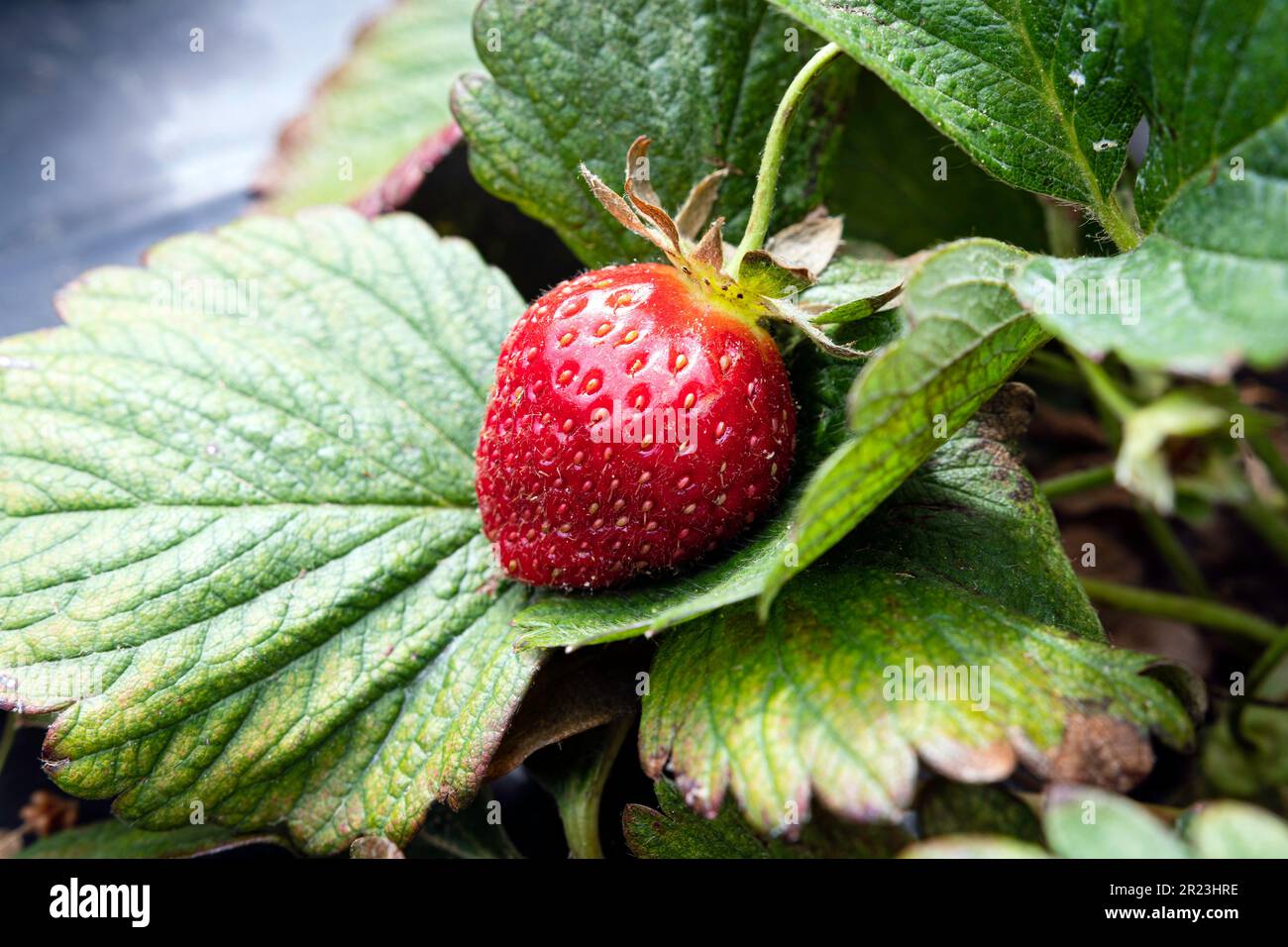 A perfectly ripe strawberry (Fragaria ananassa) resting on the leaves ...