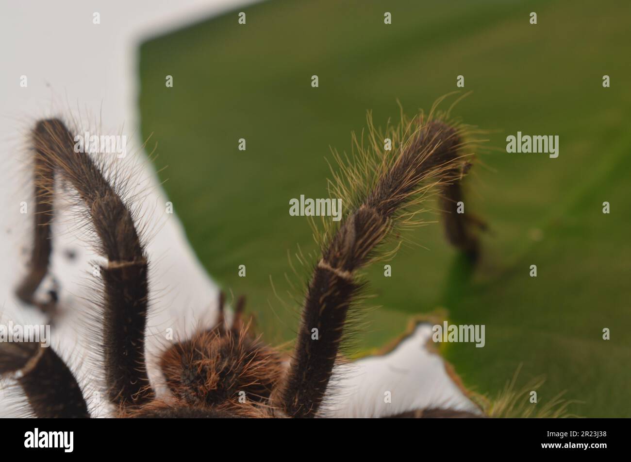 Tarantula back end Stock Photo - Alamy