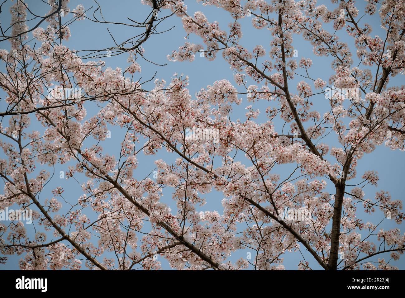 Cherry blossom season in Tokyo, Japan. Watching the cherry blossoms ...