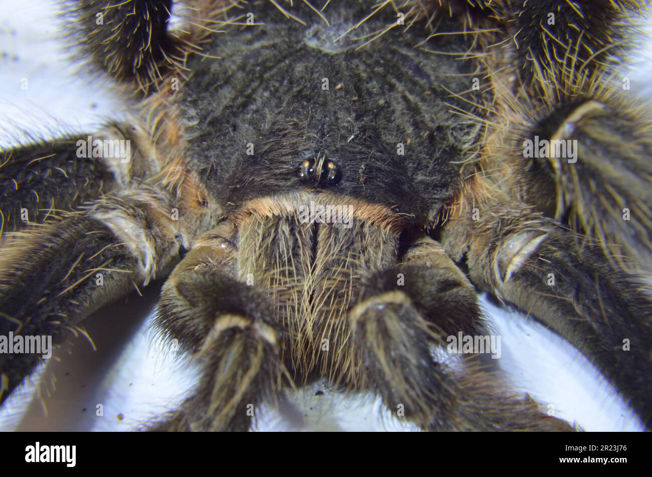 Tarantula closeup look Stock Photo - Alamy