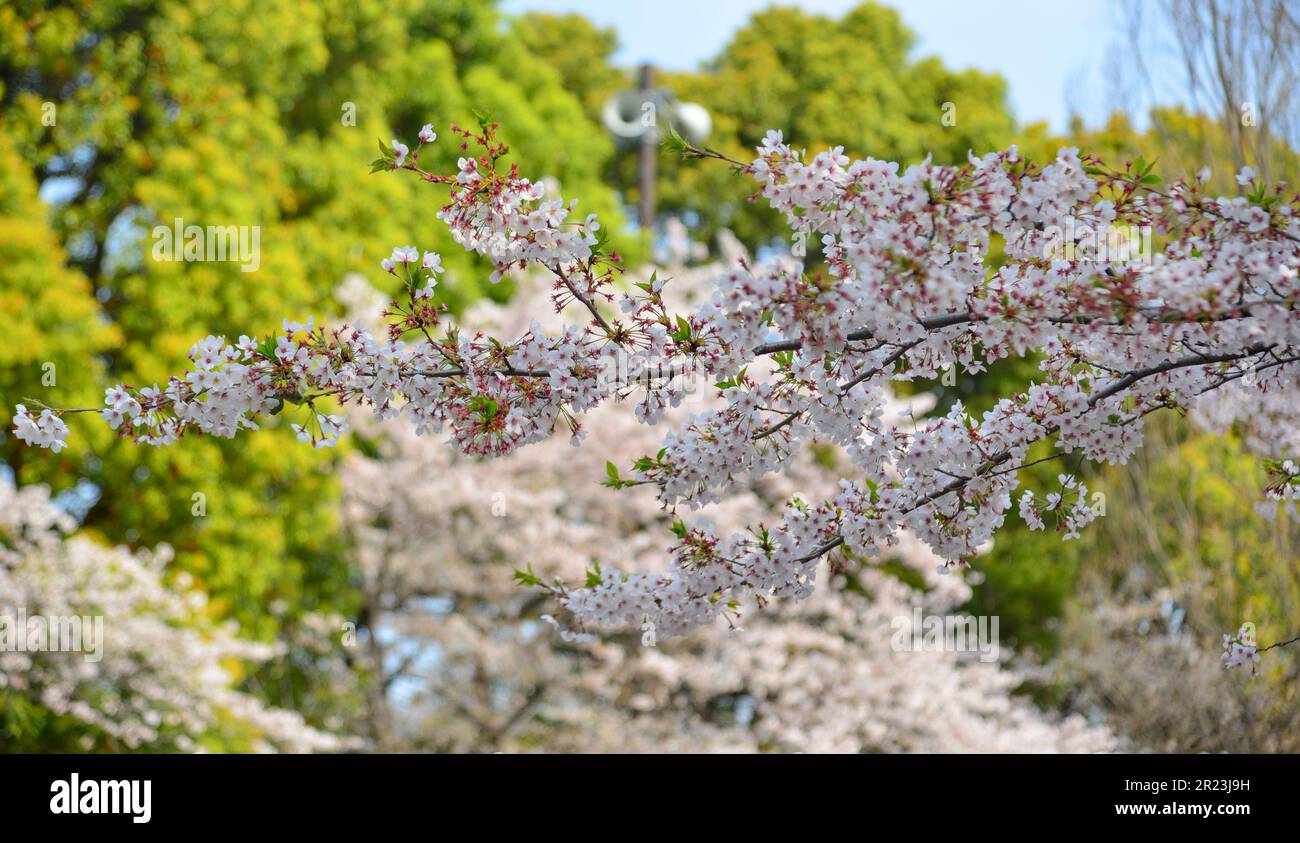 Cherry blossom season in Tokyo, Japan. Watching the cherry blossoms ...