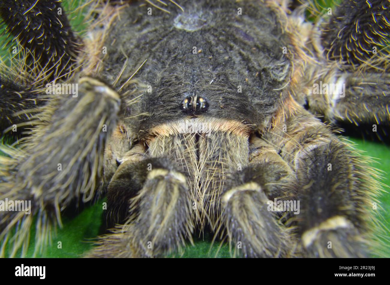 Close up tarantula spider dangerous hi-res stock photography and images ...