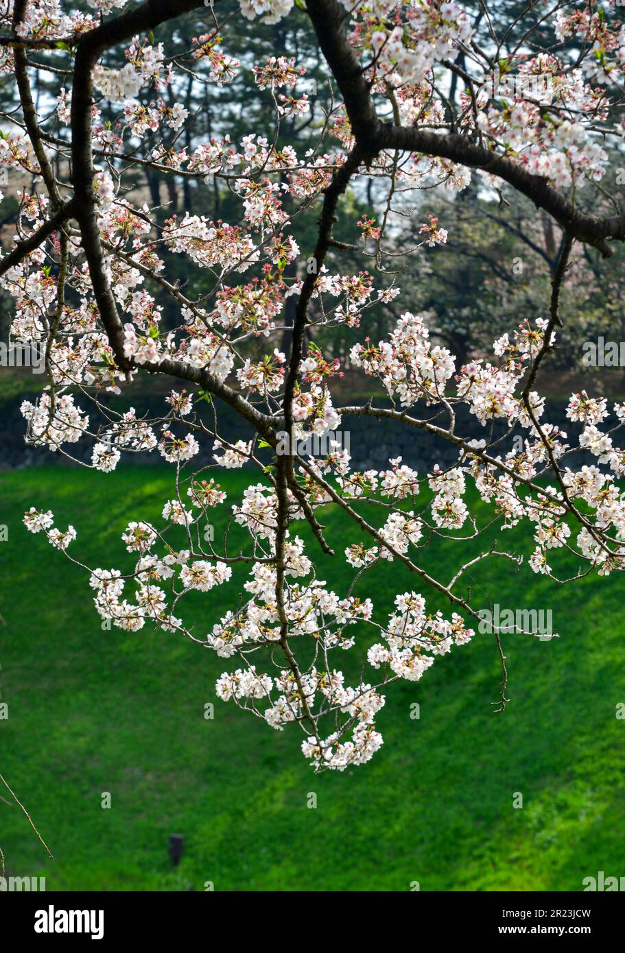 Cherry blossom season in Tokyo, Japan. Watching the cherry blossoms ...