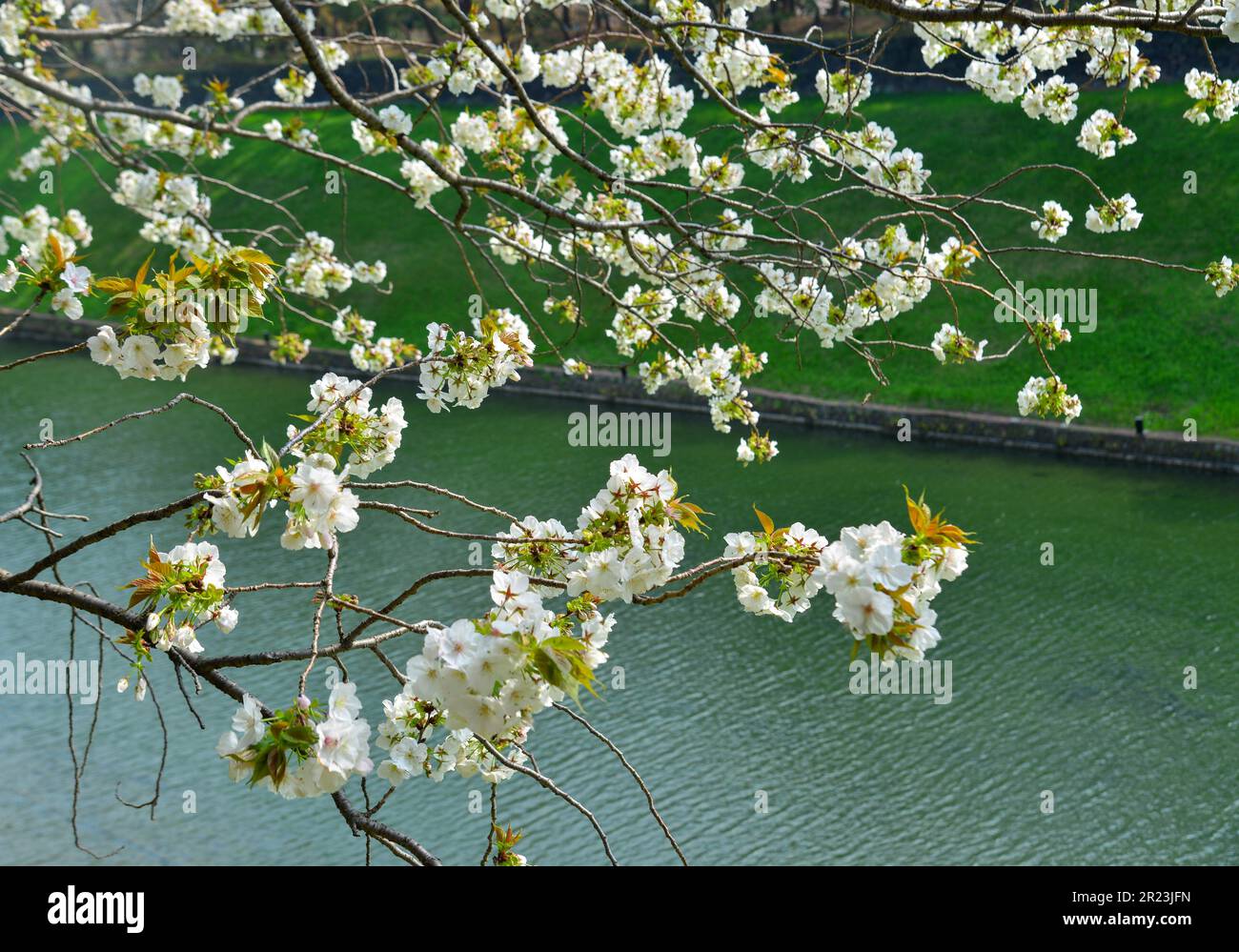 Cherry blossom season in Tokyo, Japan. Watching the cherry blossoms ...