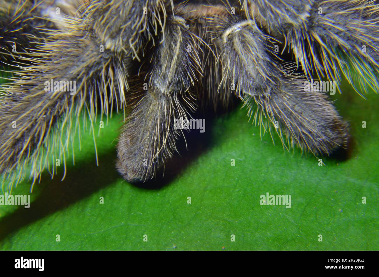 Tarantula legs closeup Stock Photo - Alamy