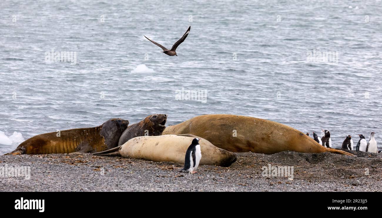 Southern Elephant Seals and penguins in Yankee Harbour, Antarctica ...