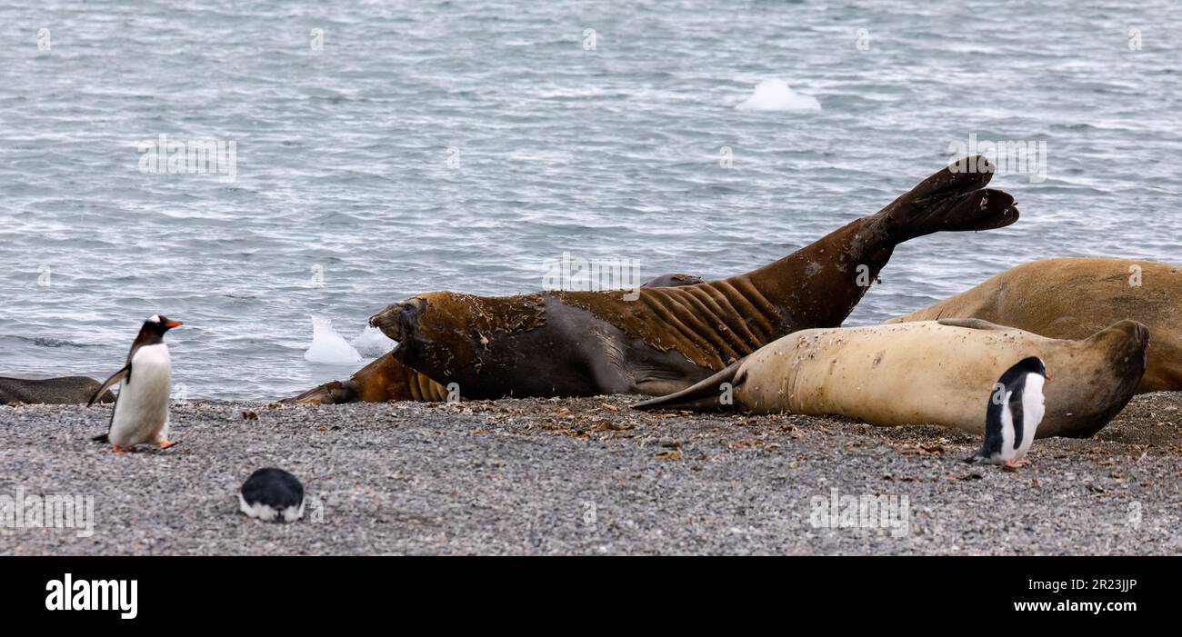 Southern Elephant Seals and penguins in Yankee Harbour, Antarctica ...