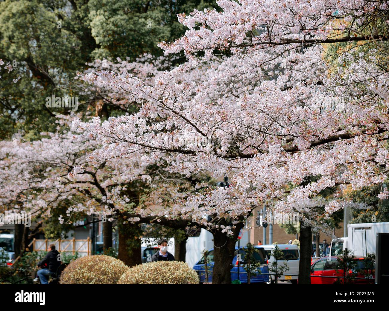 Tokyo, Japan - Apr 7, 2019. Cherry blossom season in Tokyo, Japan ...