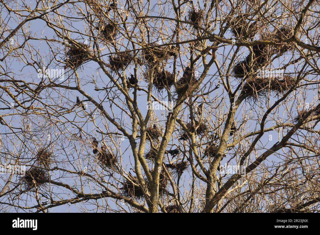 Crows in a tree Stock Photo - Alamy