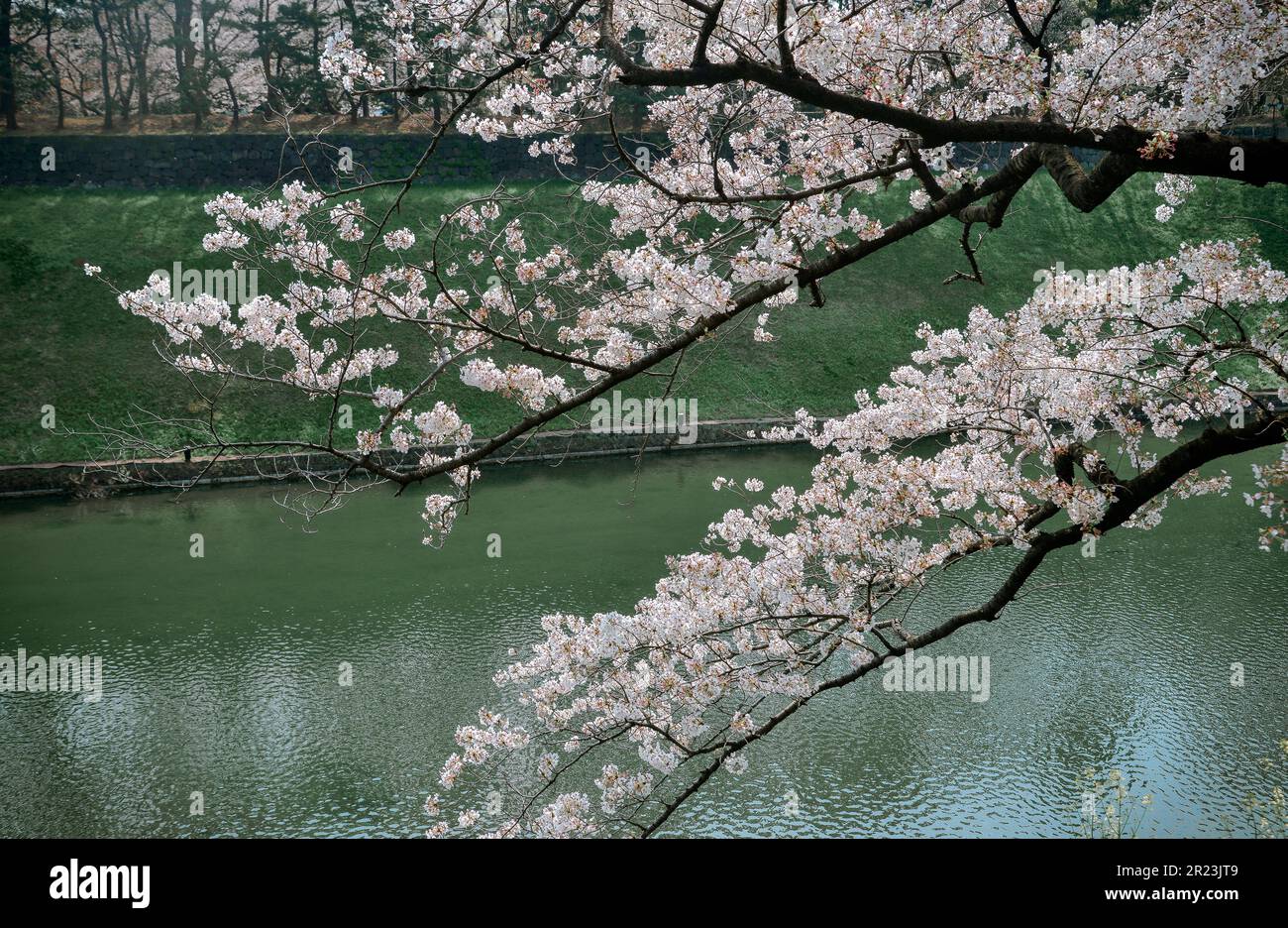 Cherry blossom season in Tokyo, Japan. Watching the cherry blossoms ...