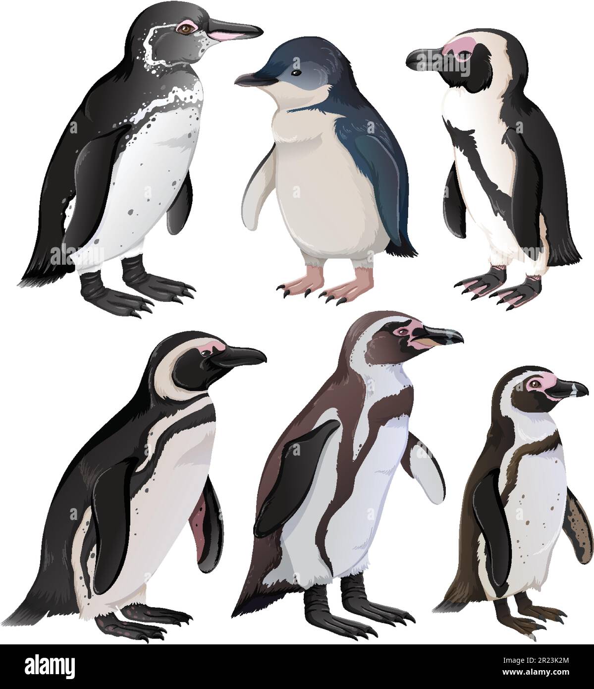 Set of baby penguins in different species illustration Stock Vector ...