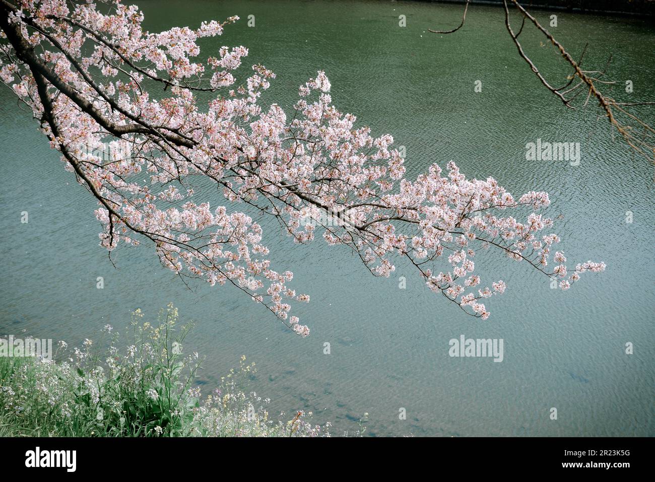 Cherry blossom season in Tokyo, Japan. Watching the cherry blossoms ...