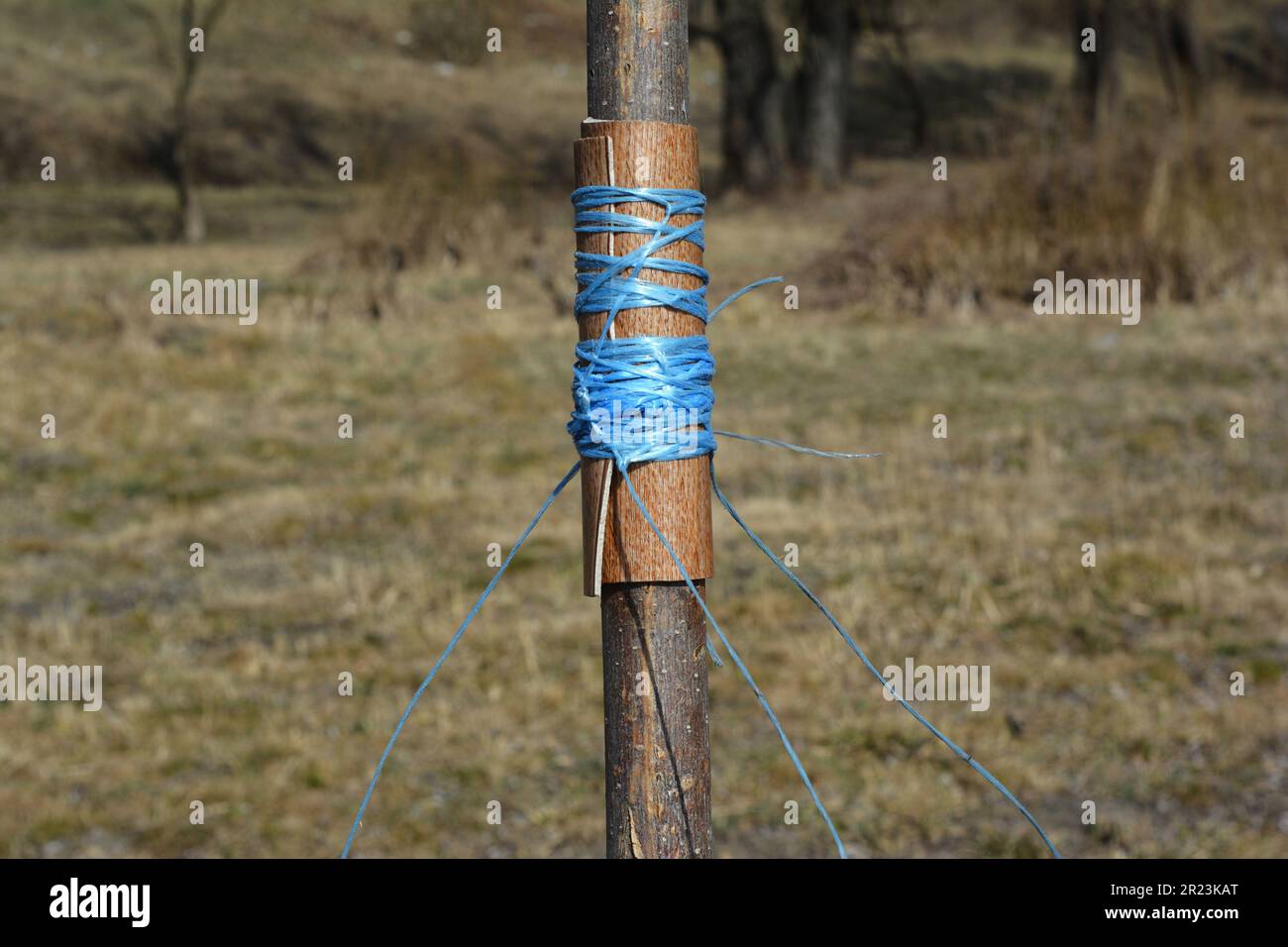 Supporting a tree trunk with stakes and bark protection from ropes to ...