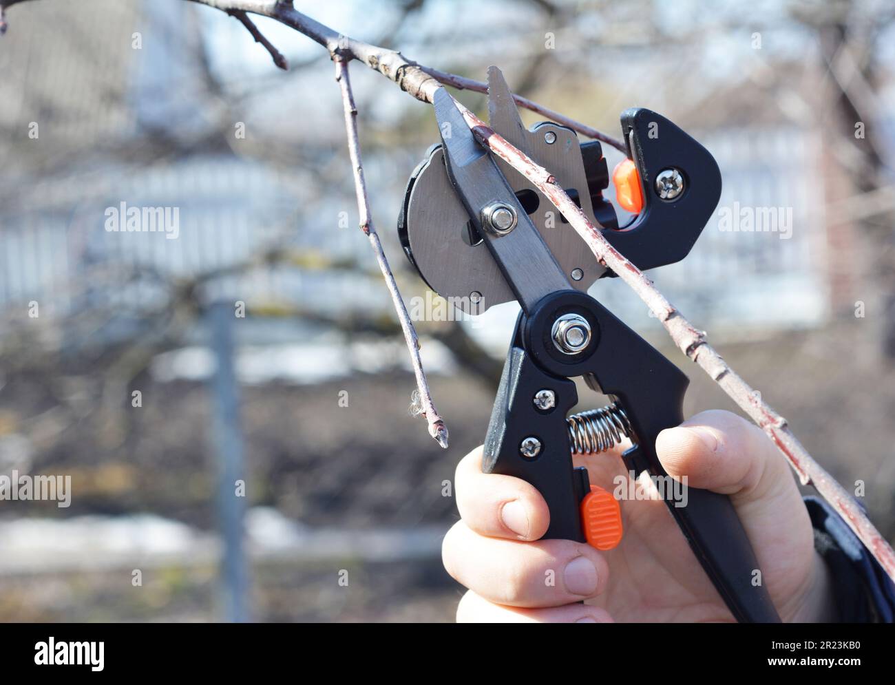A gardener is cutting a scion with a professional grafting tool ...