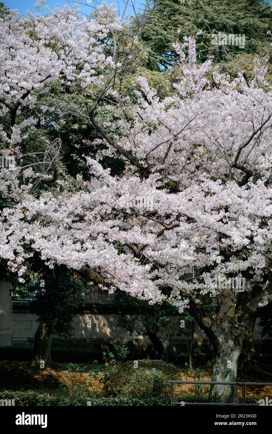 Cherry blossom season in Tokyo, Japan. Watching the cherry blossoms ...