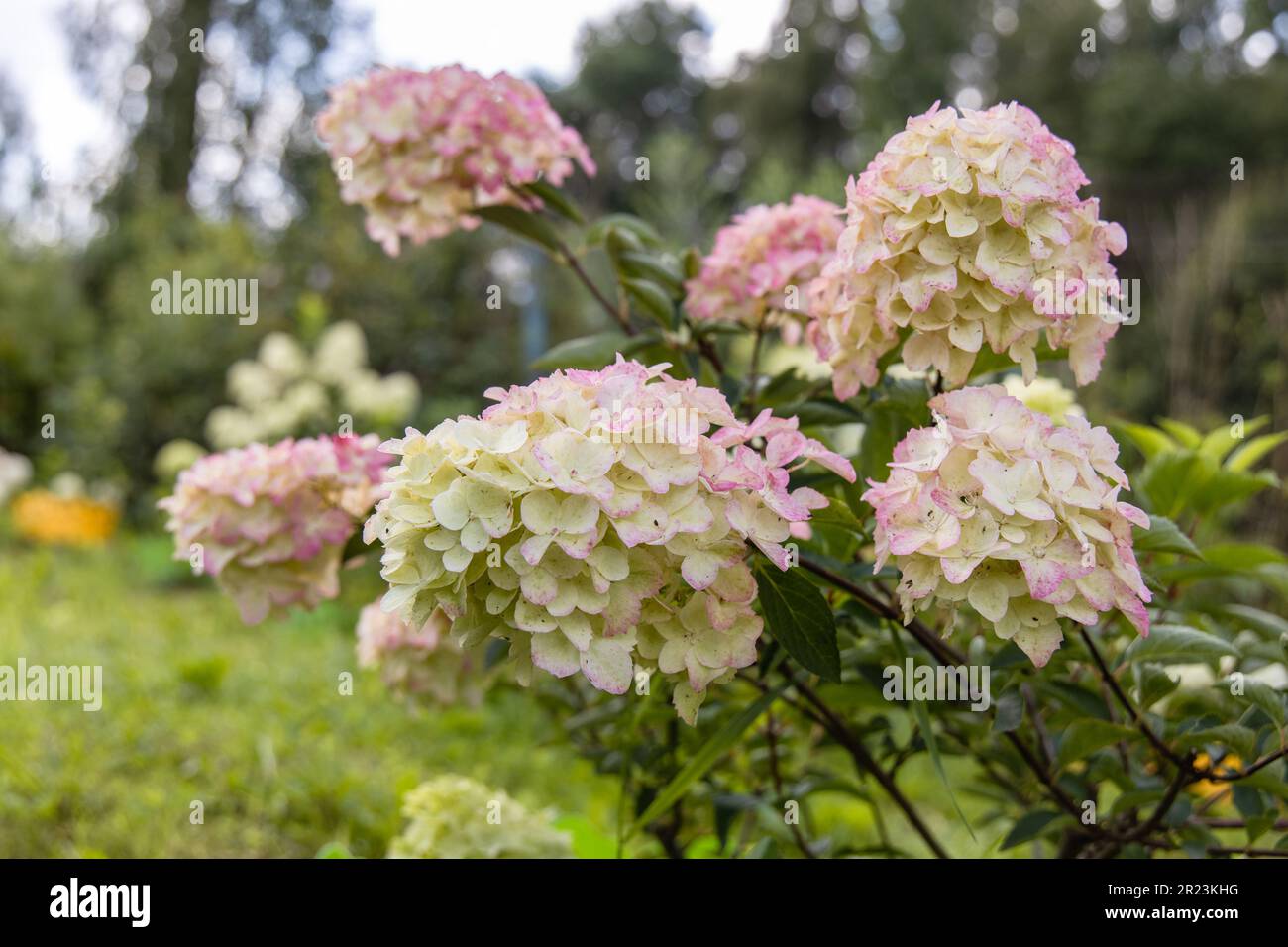 Hydrangea paniculata sort Fraise Melba hydrangea with pink flowers ...