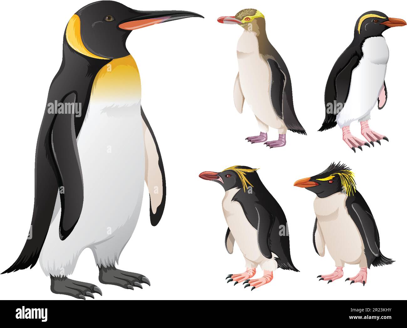 Species penguins Stock Vector Images - Alamy