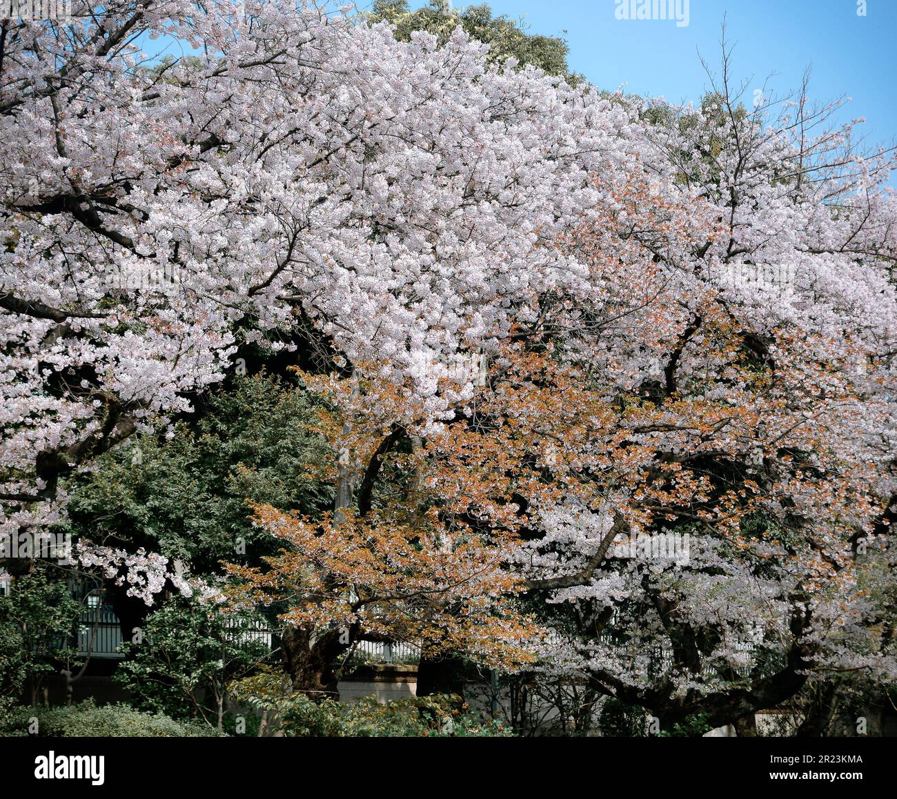 Cherry blossom season in Tokyo, Japan. Watching the cherry blossoms ...