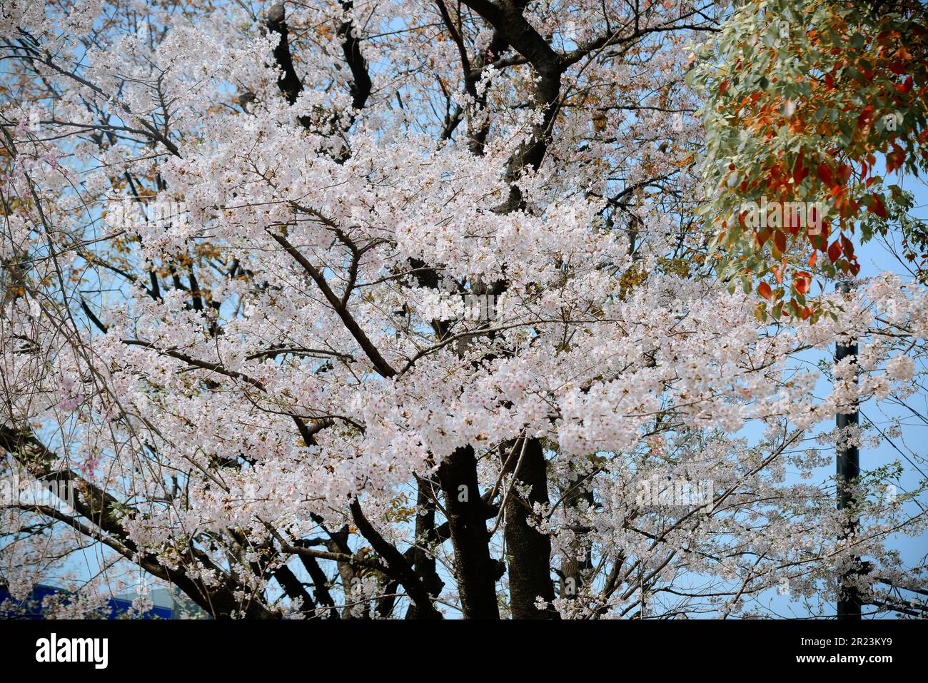 Cherry blossom season in Tokyo, Japan. Watching the cherry blossoms ...