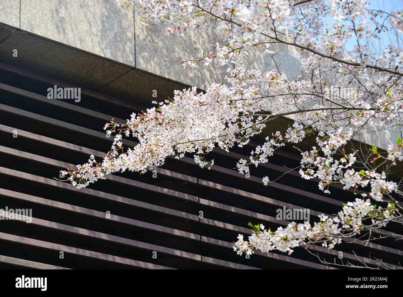 Cherry blossom season in Tokyo, Japan. Watching the cherry blossoms ...