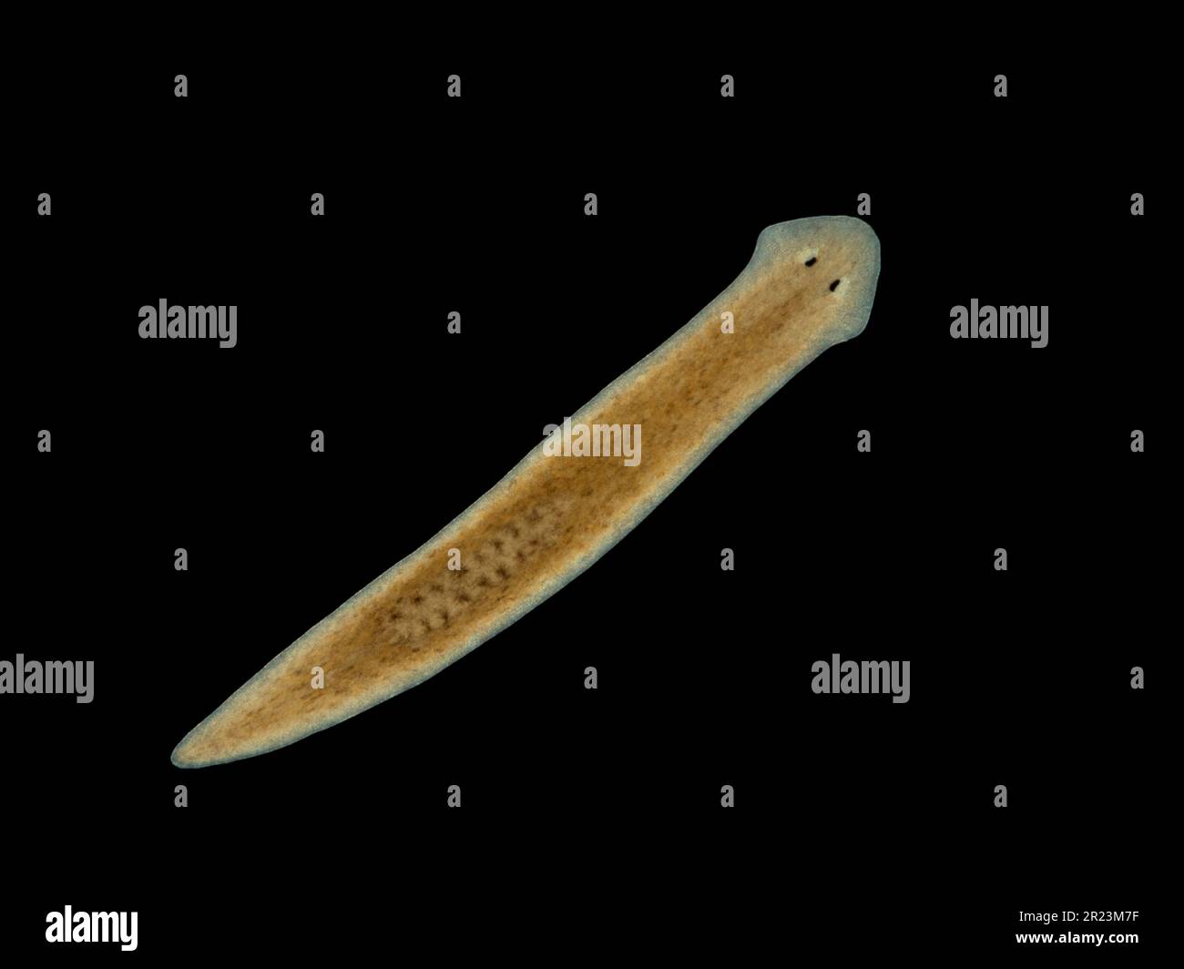 Planaria Sp