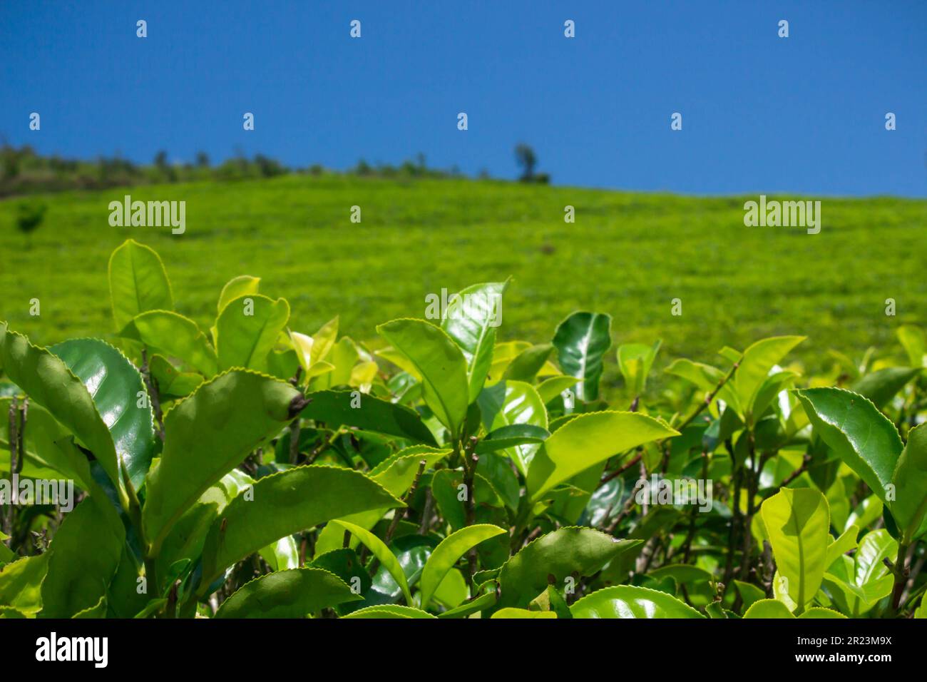 Tea plantation in Sri Lanka Stock Photo - Alamy